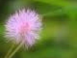 ¿Qué es sensible? Definición, concepto y significado.