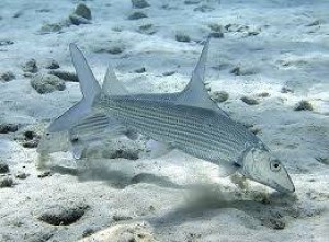 ¿Qué es macabijo? Definición, concepto y significado.