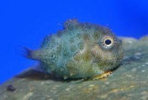 ¿Qué es Cyclopteridae? Definición, concepto y significado.